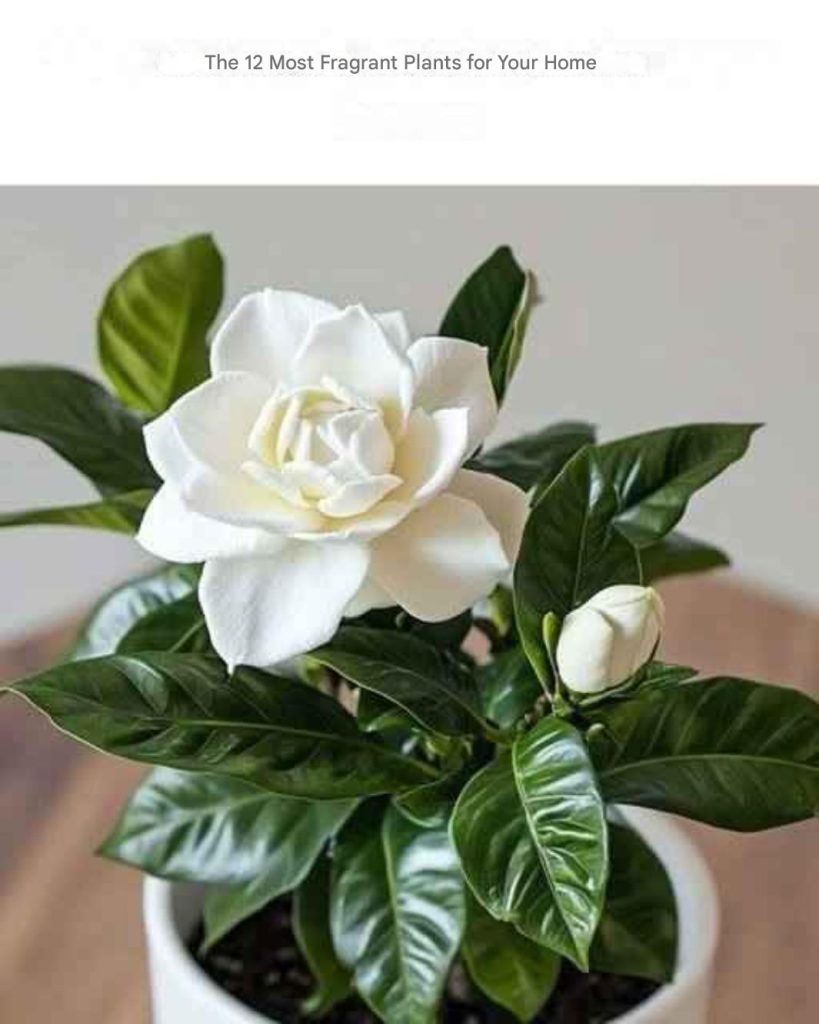 The 12 Most Fragrant Plants for Your Home – Best Recipes