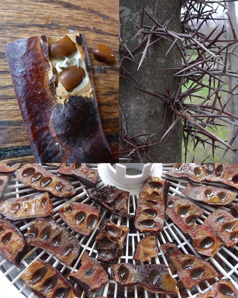 The Hidden Power of the Honey Locust Tree: Benefits and Homemade Uses ...